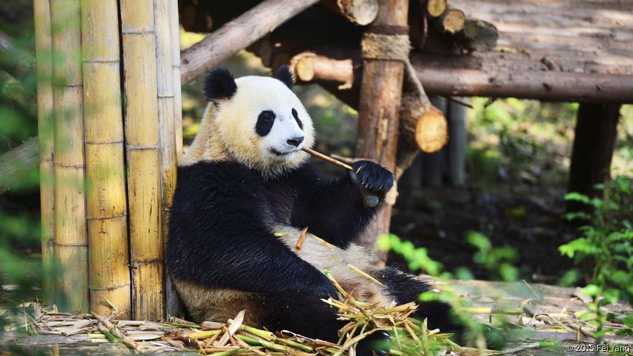 Panda Technology brings enterprise-level IT to small businesses ...