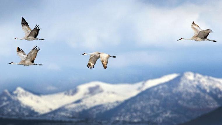 Colorado Closeup: Thousands of cranes are taking over this picturesque ...