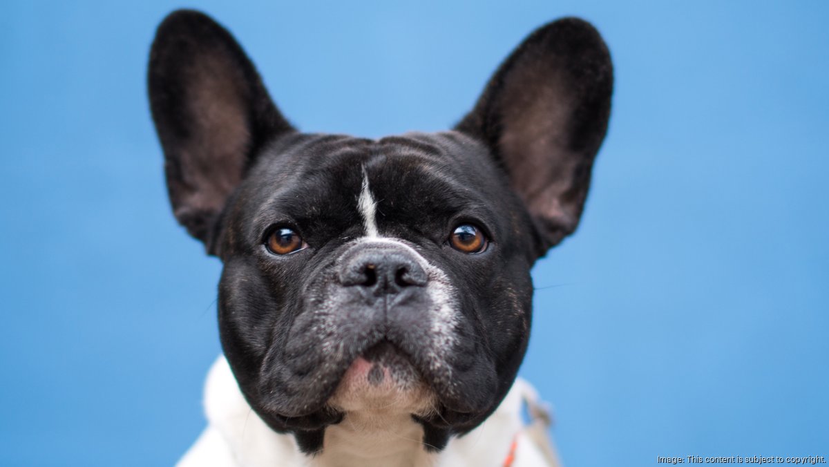 Signal Theory wins Virbac account as US agency of record - Kansas City Business Journal