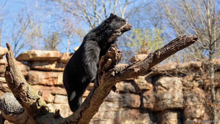 Nashville Zoo plots continued growth with Andean bears, Sumatran tigers ...
