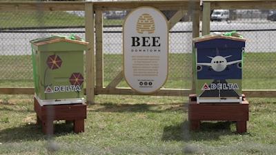 Delta gets down to bees-ness with first-of-its-kind Atlanta honey farm ...