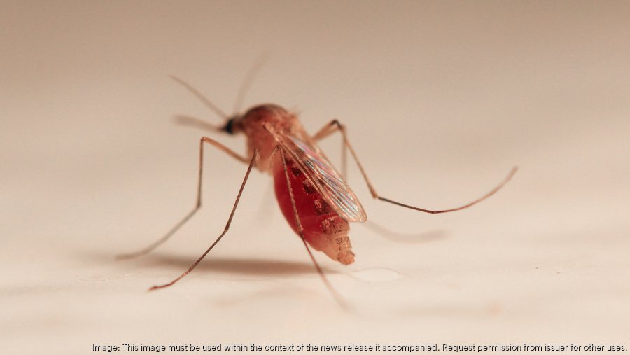 Atlanta continues reign as mosquito capital of the USA - Atlanta ...