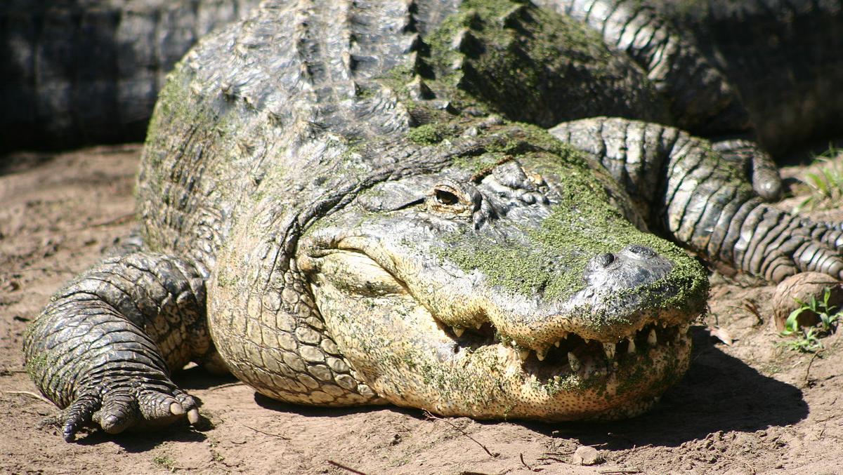 Duke study: No more 'see ya later, alligator' - predators make comeback ...