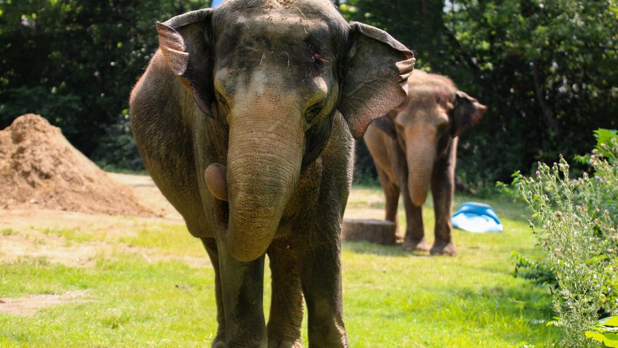 Cincinnati Zoo has $679M impact on Tri-State, UC study finds ...