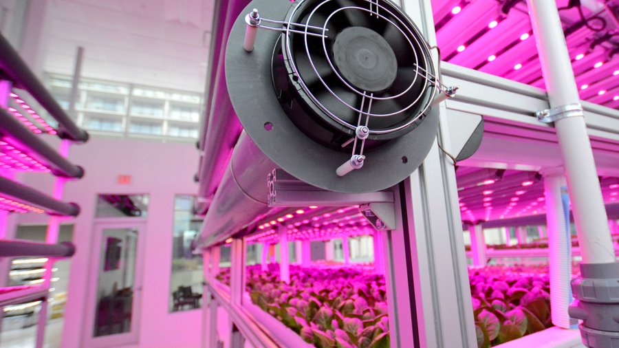 Orlando vertical farming firm Kalera gets investment capital — All the ...