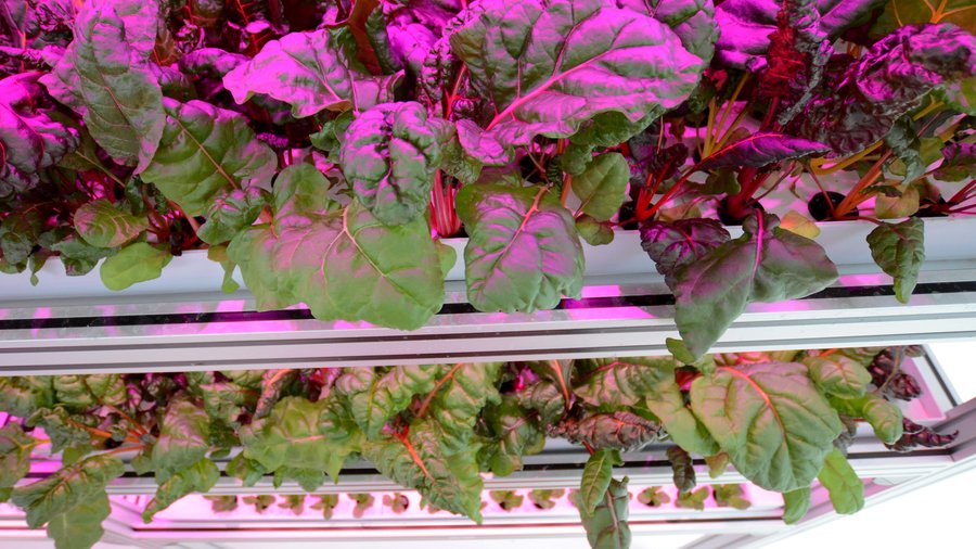 Orlando vertical farming firm Kalera gets investment capital — All the ...
