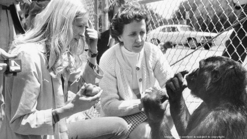 Remembering Koko, the signing gorilla - Bizwomen