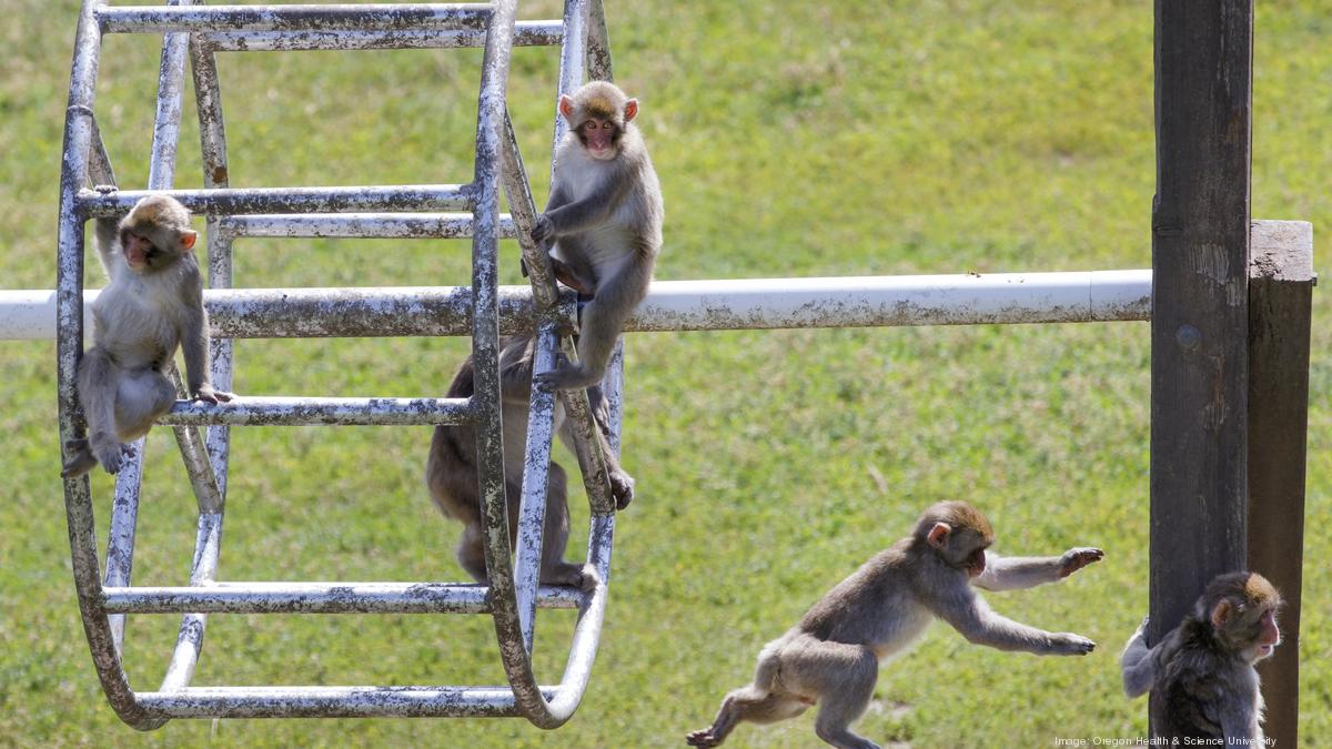 OHSU takes step to transition primate center to sanctuary - Portland ...