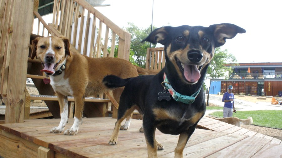 Bar K: Tour the new pups-and-pints pub on the riverfront [PHOTOS ...
