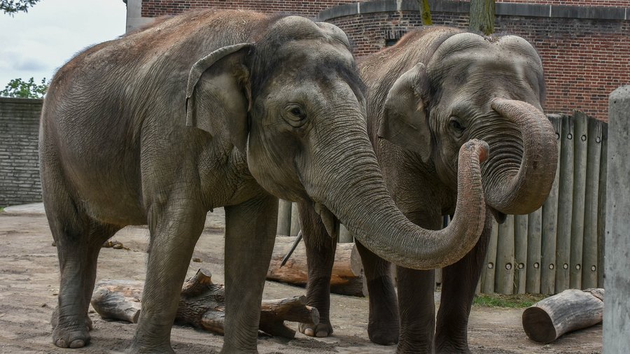 Buffalo Zoo to relocate Asian elephants to Audubon Zoo in New Orleans ...