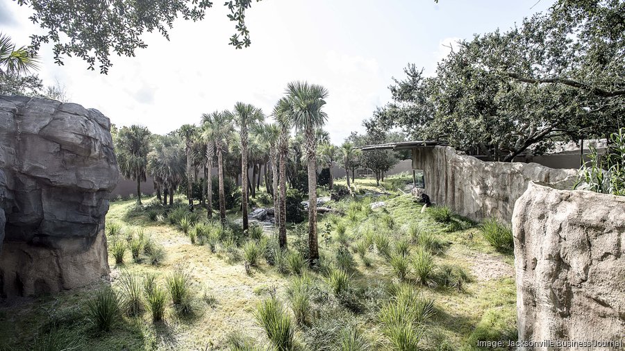 First look: Jacksonville Zoo debuts new African Forest great apes ...