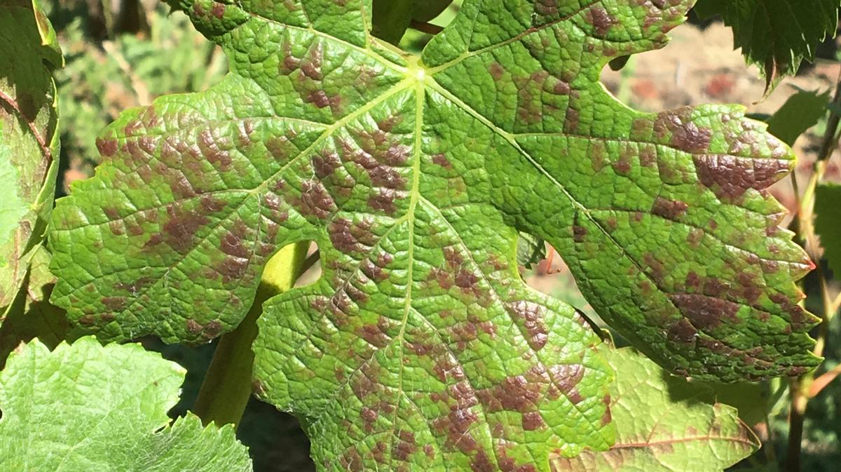 Domaine Serene owners Grace and Ken Evenstad pledge $500K to study ...