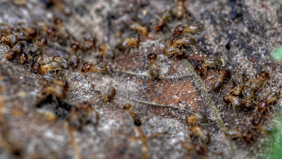 Cincinnati No. 1 in Ohio for termites - Cincinnati Business Courier
