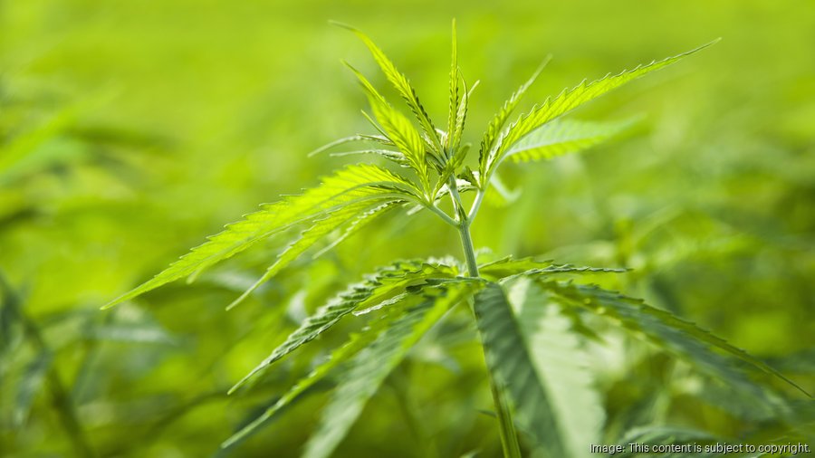 Texas issues conditional cannabis dispensary licenses in Houston ...