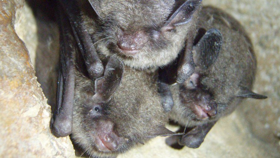 Indiana bats