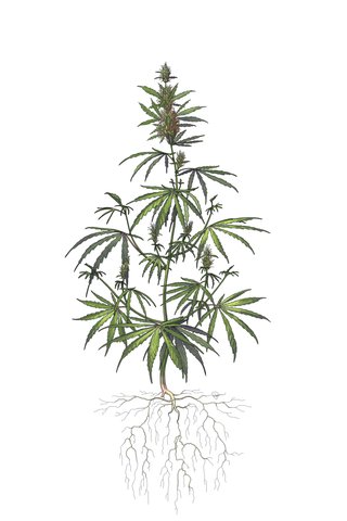 Triangle hemp manufacturer ramps up production, expects rapid growth ...