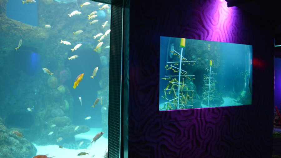Inside The Florida Aquarium's new exhibit with sharks, rays, and ...
