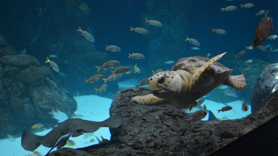 Inside The Florida Aquarium's new exhibit with sharks, rays, and ...