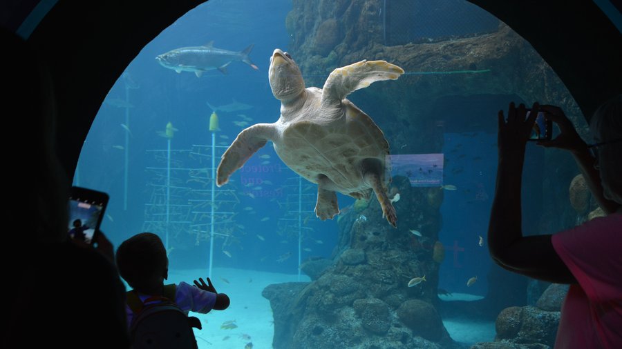 Inside The Florida Aquarium's new exhibit with sharks, rays, and ...