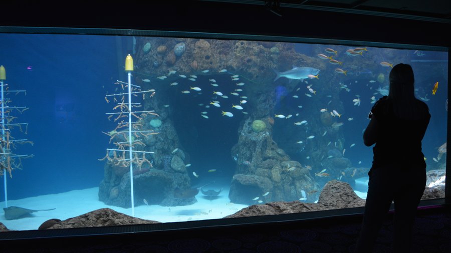 Inside The Florida Aquarium's new exhibit with sharks, rays, and ...