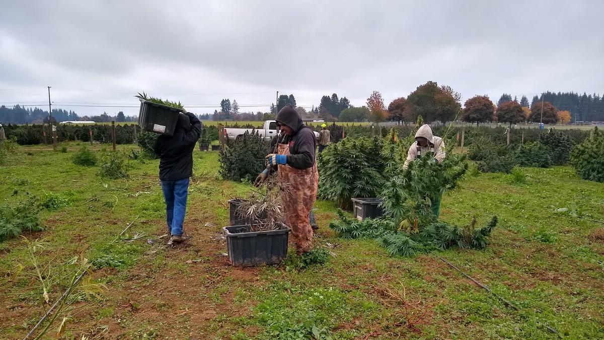Hemp inches toward legalization in Texas - Austin Business Journal