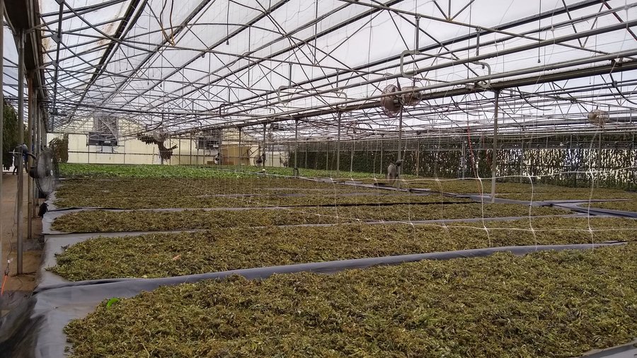 Texas hemp bill to get its day in the Senate