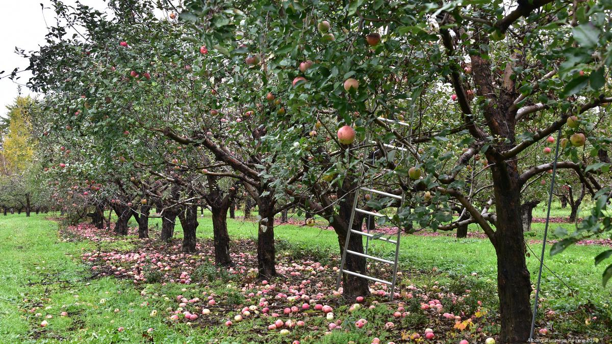 Orchard Dale Fruit Co. tops 2024 Multi-Generation Family Businesses ...
