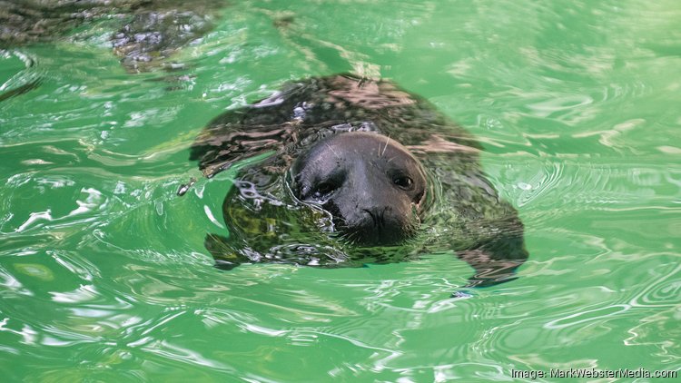 Aquarium of Niagara names Chad Fifer CEO - Buffalo Business First