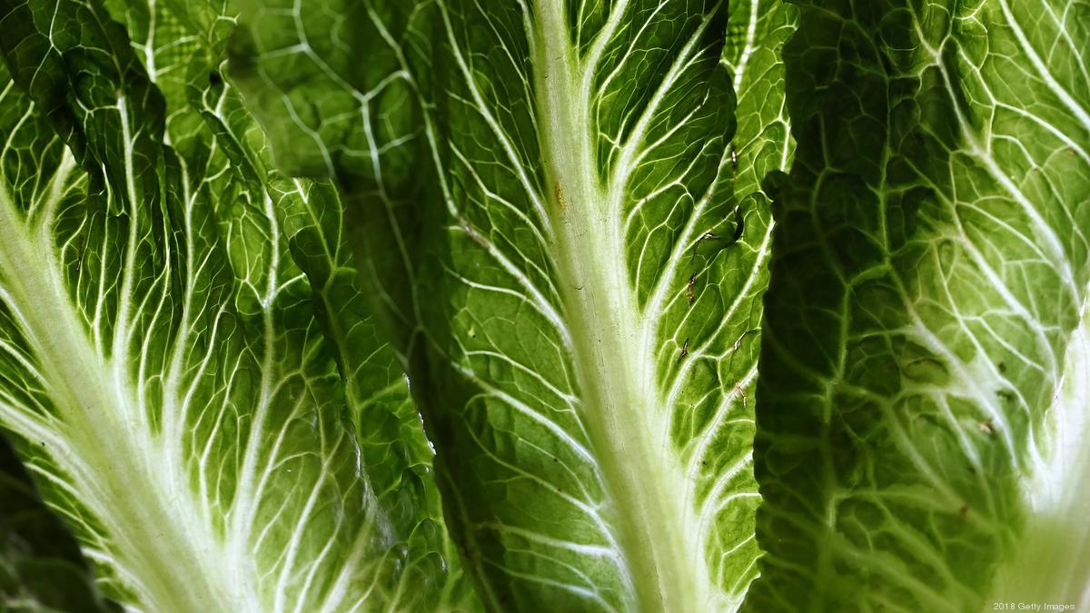 Contaminated romaine lettuce likely came from California's Monterey or ...