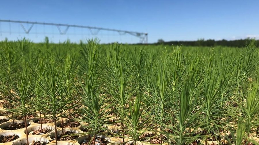 Westervelt Co. expanding with new sawmill in Thomasville - Birmingham ...