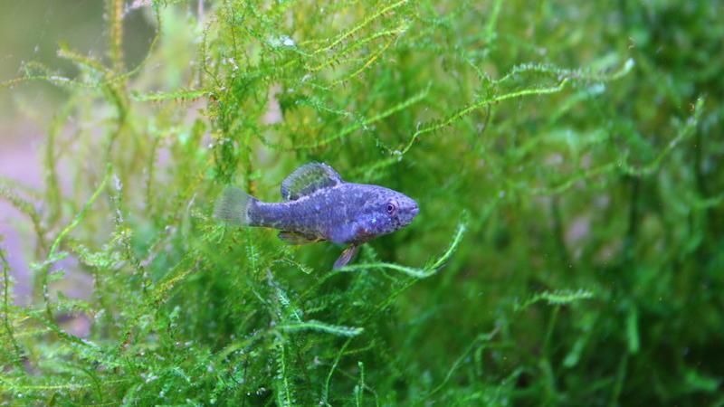 Mazda-Toyota agrees to $6M conservation project to protect spring pygmy ...