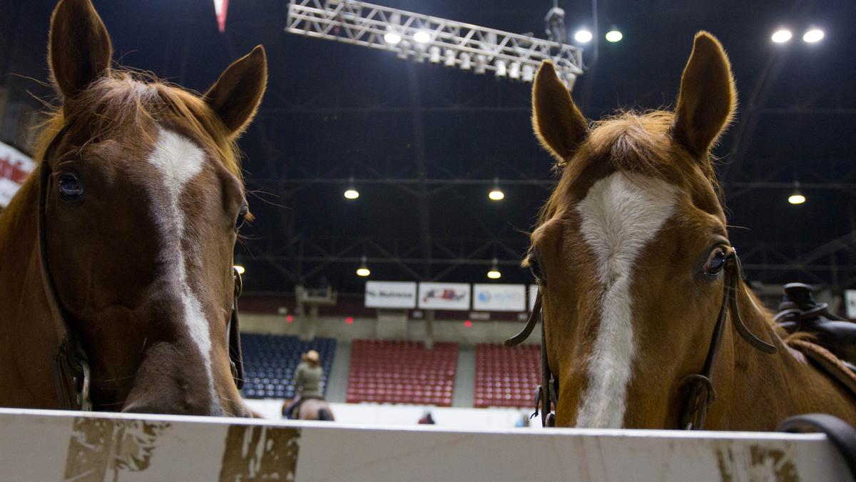 High-tech horse shoe startup Horse Sense Shoes raises $500K ...