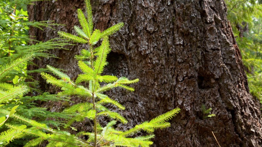 Photo Courtesy Port Blakely archive