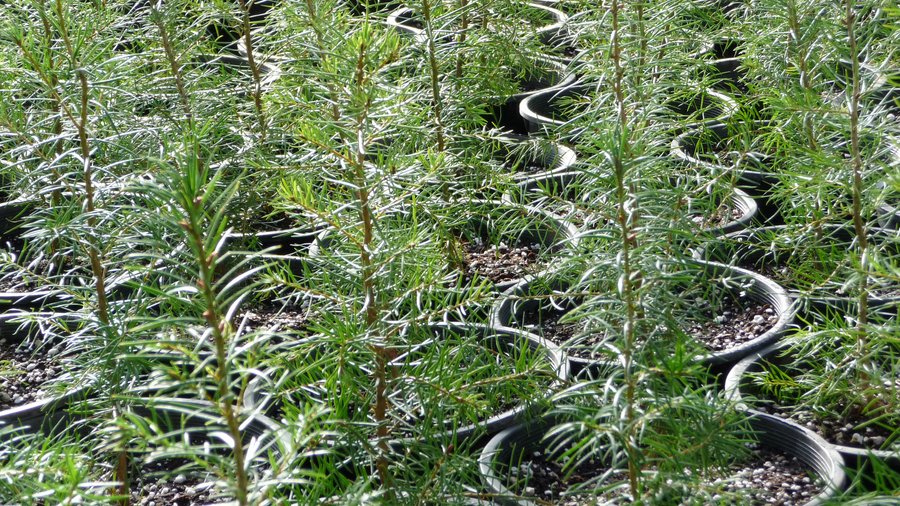 Port Blakely’s roots run deep in the Northwest - Puget Sound Business ...