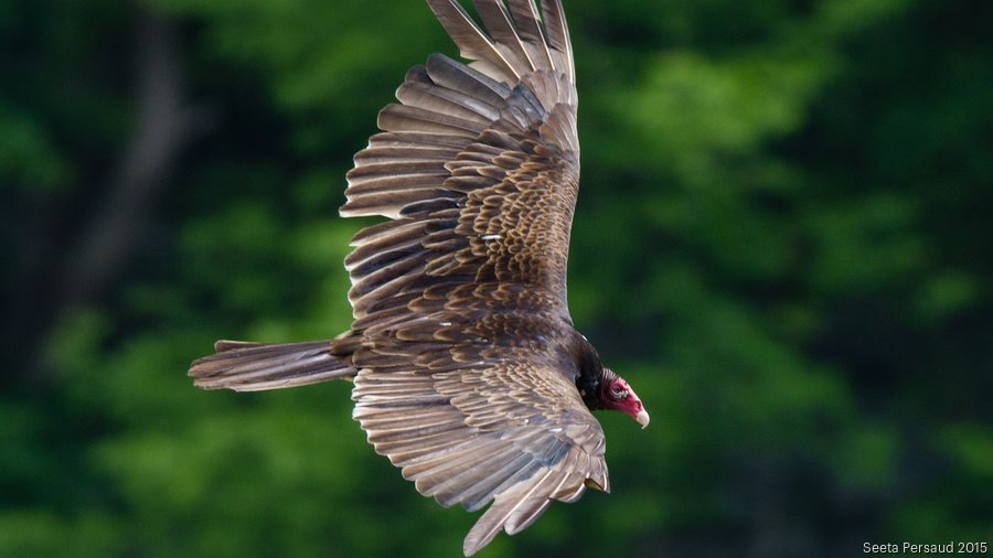 Alabama Wildlife Center names new executive director - Birmingham ...