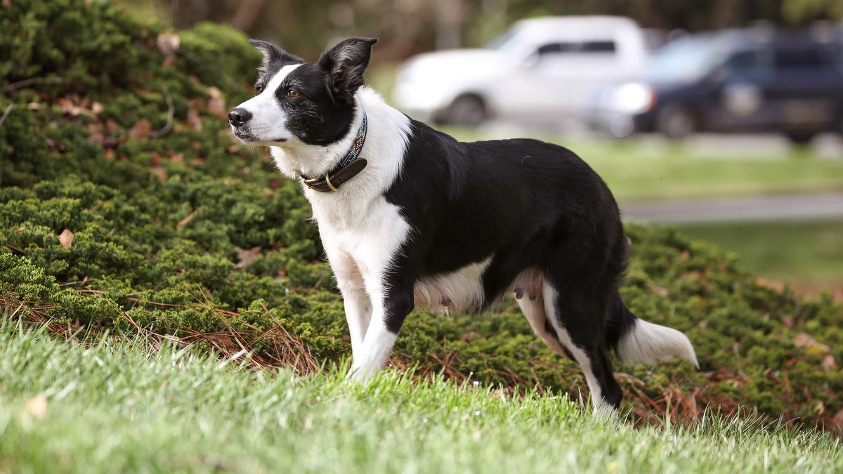 Inside look at Flyaway Geese, goose-chasing border collies - Charlotte ...