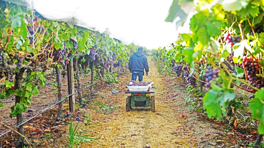 Agtech startup Augean Robotics Startup raises $1.5M for ‘Burro ...
