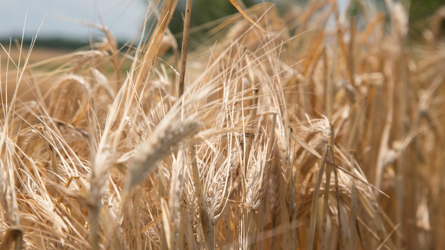 Origin Malt prepping a barley boom - Columbus Business First