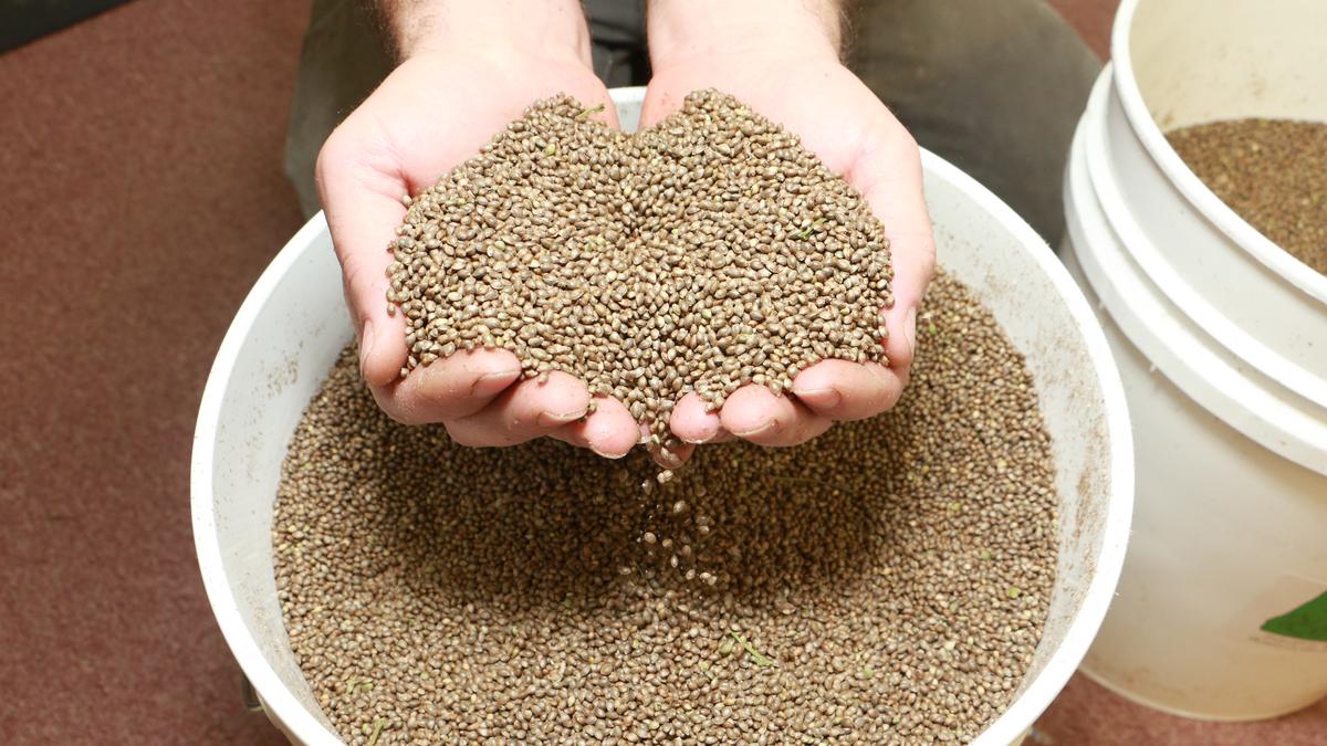 Oregon CBD's Seth Crawford on the future of hemp and the company's eye ...