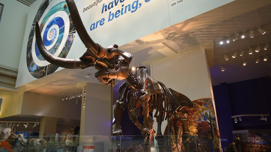 Smithsonian's Museum of Natural History debuts new dinosaur exhibit ...