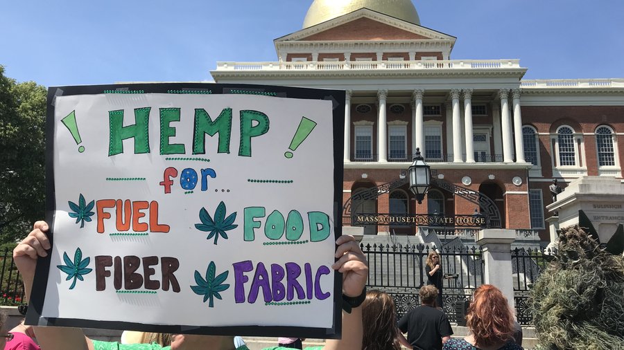 Mass. Hemp industry 'may not survive' without regulatory change, farmer ...