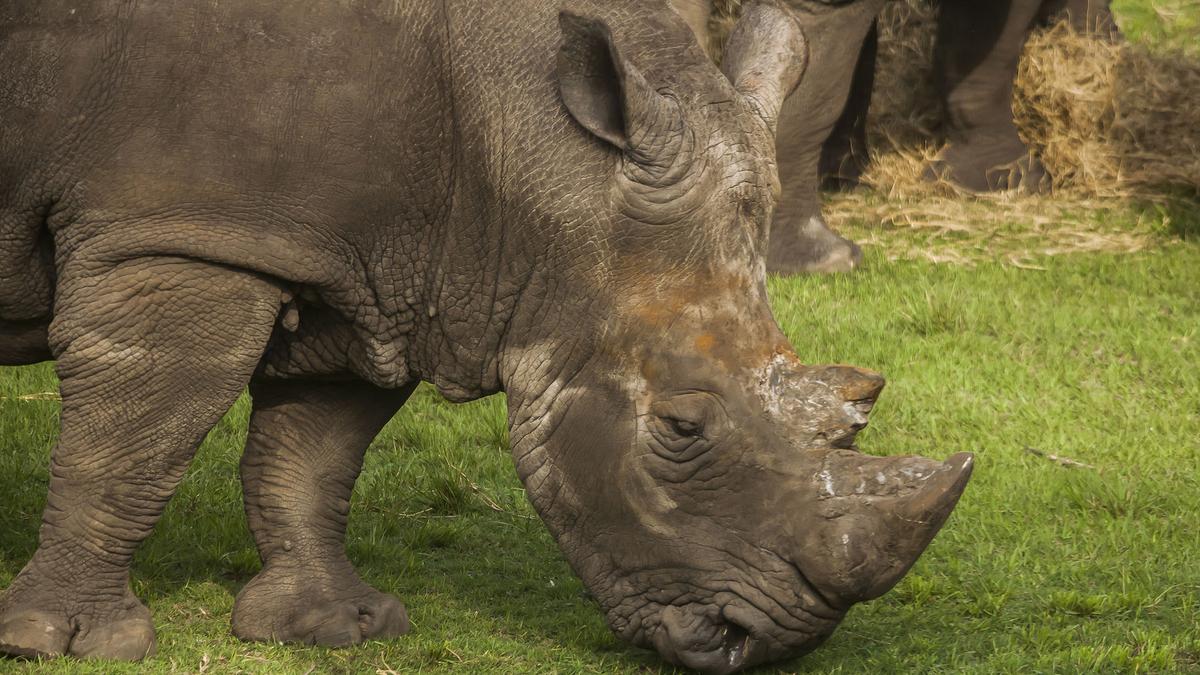 Jacksonville Zoo and Gardens's Tony Vecchio responds to $14k OSHA fine ...