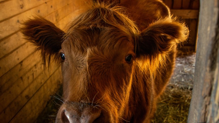 THERAPY COWS