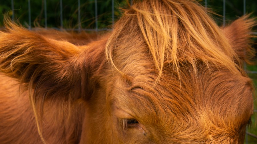 THERAPY COWS