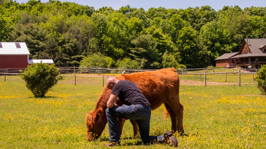 THERAPY COWS