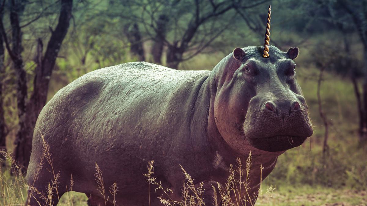 Mary Meeker's new VC firm, Bond, helps turn Hippo Analytics into a ...