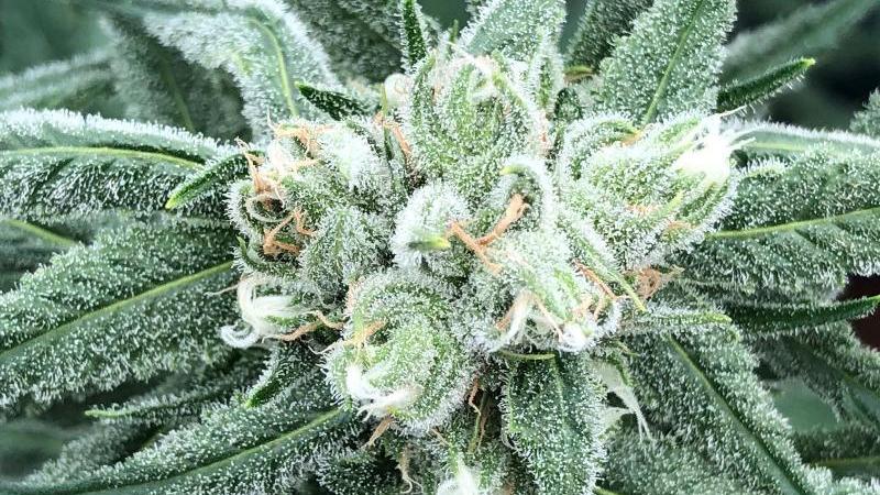 Florida, doctors tangle over marijuana complaints - Tampa Bay Business ...