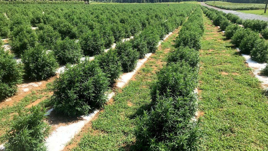 Hemp is big business in North Carolina, hence small farmers flocking to ...