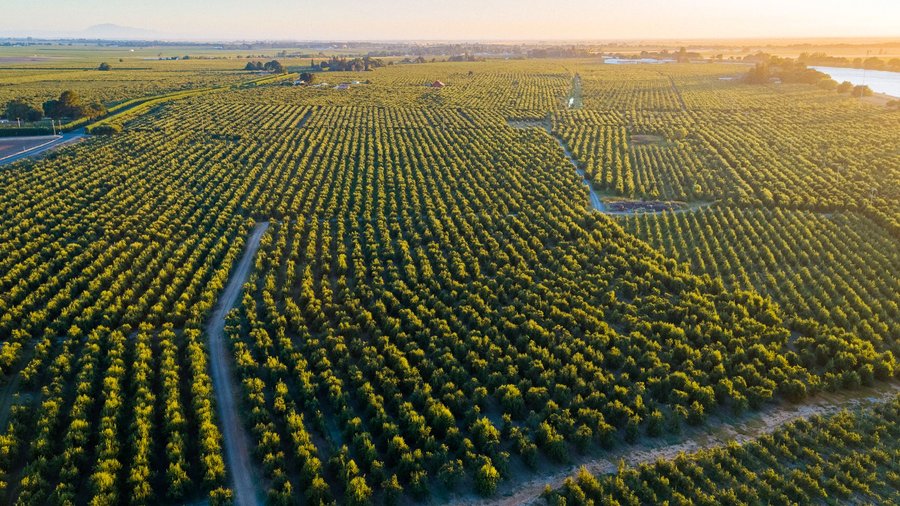 PearOrchards