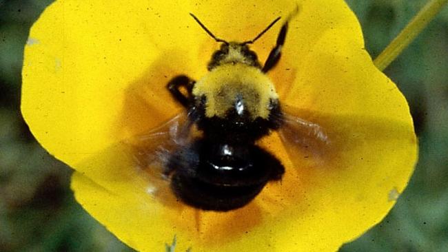 Franklin's bumblebee, proposed for endangered listing - Portland ...